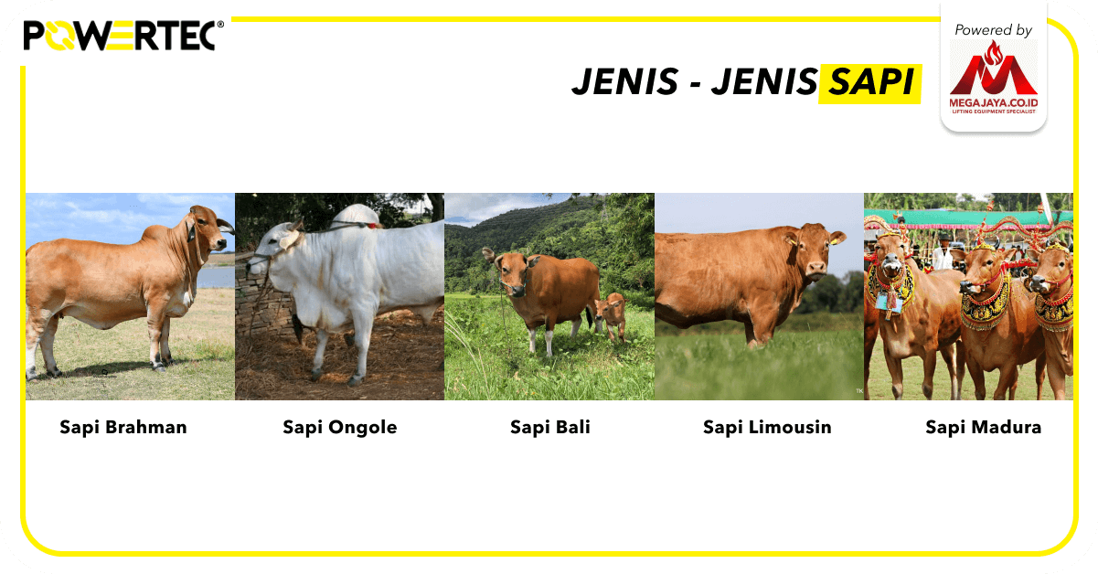 Ternak Sapi Usaha Tepat untuk Pemula, Ini Panduan Lengkapnya